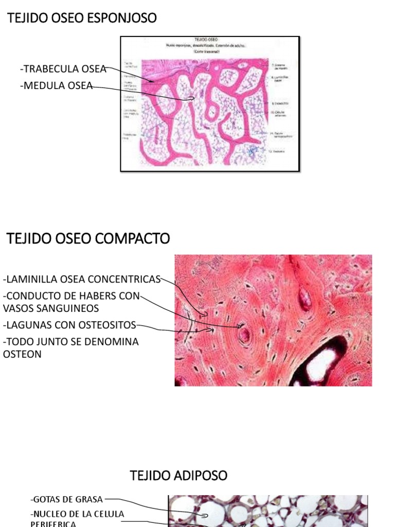 Tejido Oseo Esponjoso | PDF | Membrana mucosa | Epitelio