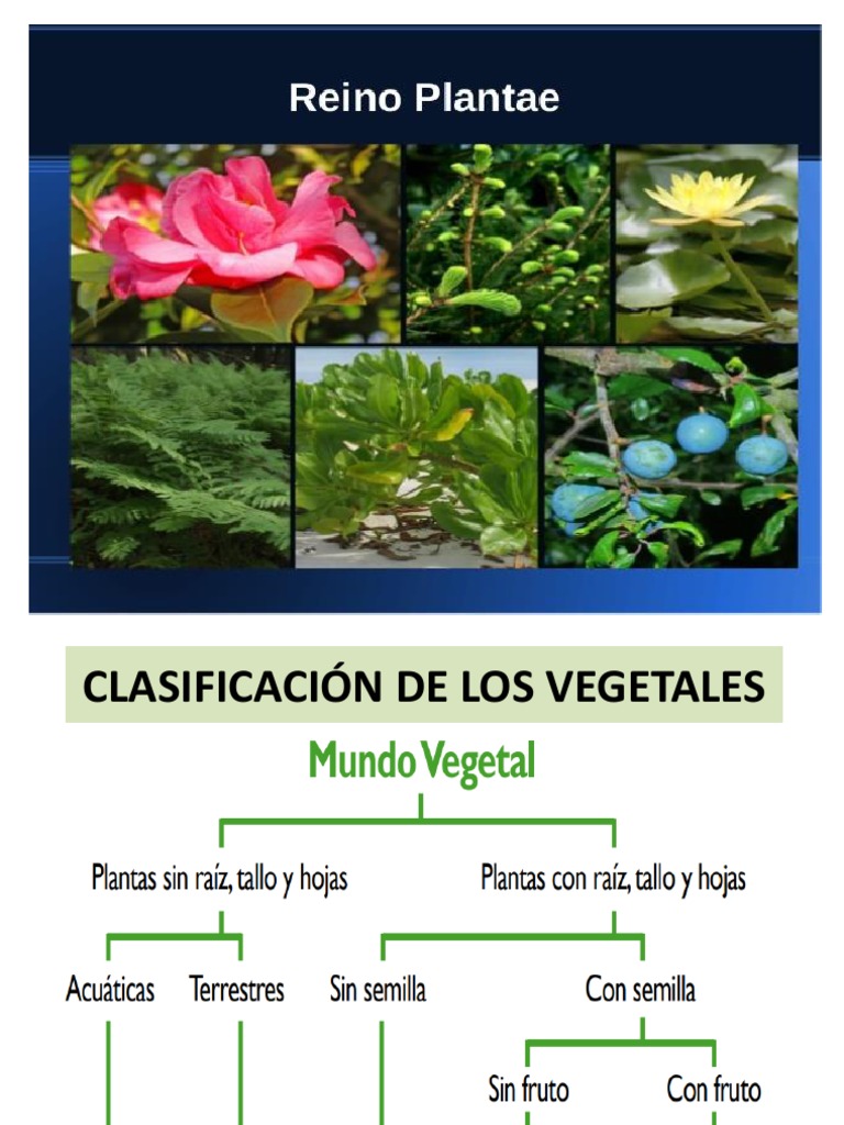 Clasificación del Reino Vegetal | PDF | Hongo | Plantas