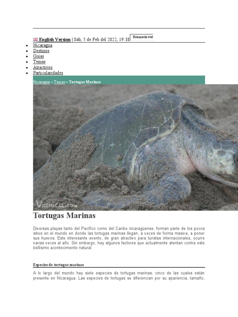 Tortugas Marinas | PDF | Tortuga marina | Organismos
