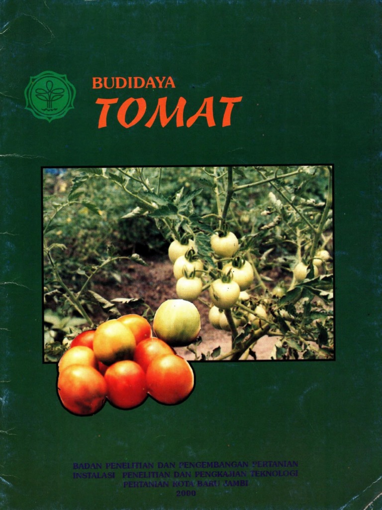 Budidaya Tomat | PDF
