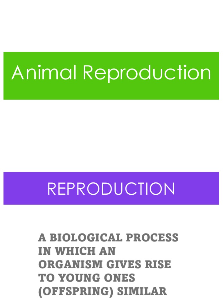 Animal Reproduction | PDF | Sexual Reproduction | Spawn (Biology)