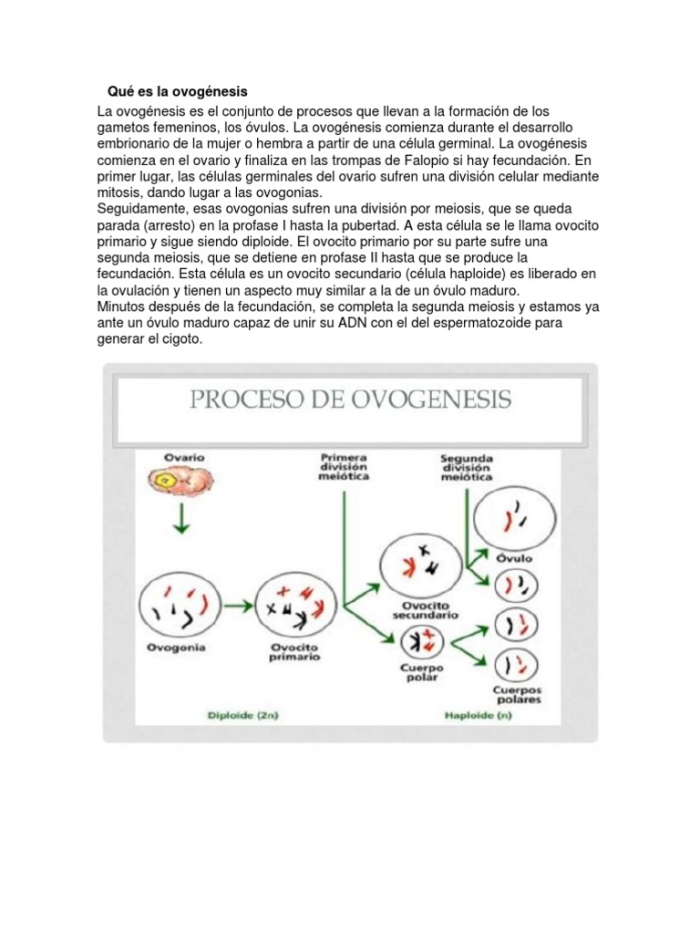 Qué Es La Ovogénesis | PDF | Mitosis | Anatomia animal