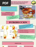 Fisiologia Del Gallo | PDF | Testículo | Pene