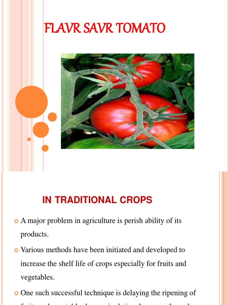 Flavr Savr Tomato: Genetic Engineering Overview | PDF | Sense ...