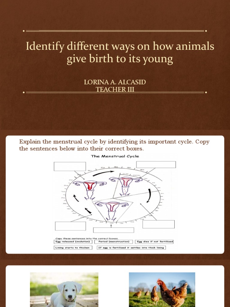 Identify Different Ways On How Animals Give Birth To Its Young | PDF