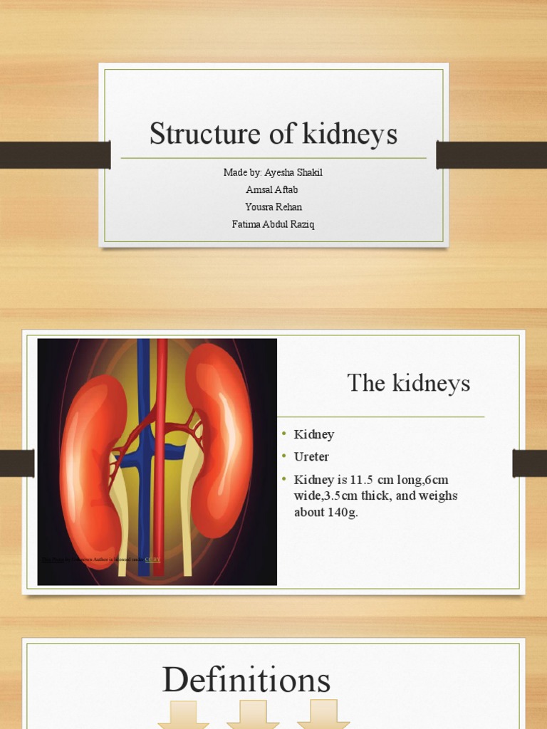 Structure of Kidneys | PDF