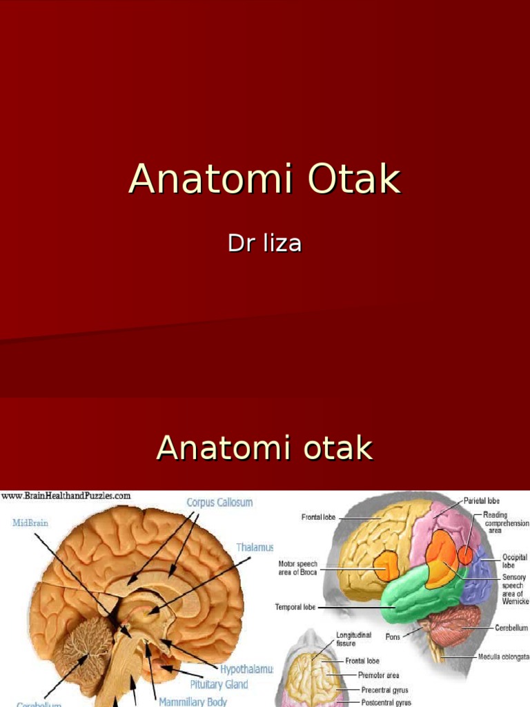 Anatomi otak