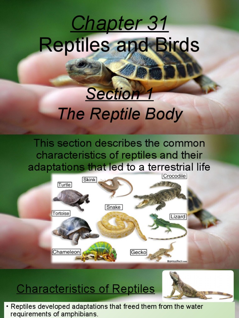 Chapter 31, Section 1 | PDF | Reptile | Egg