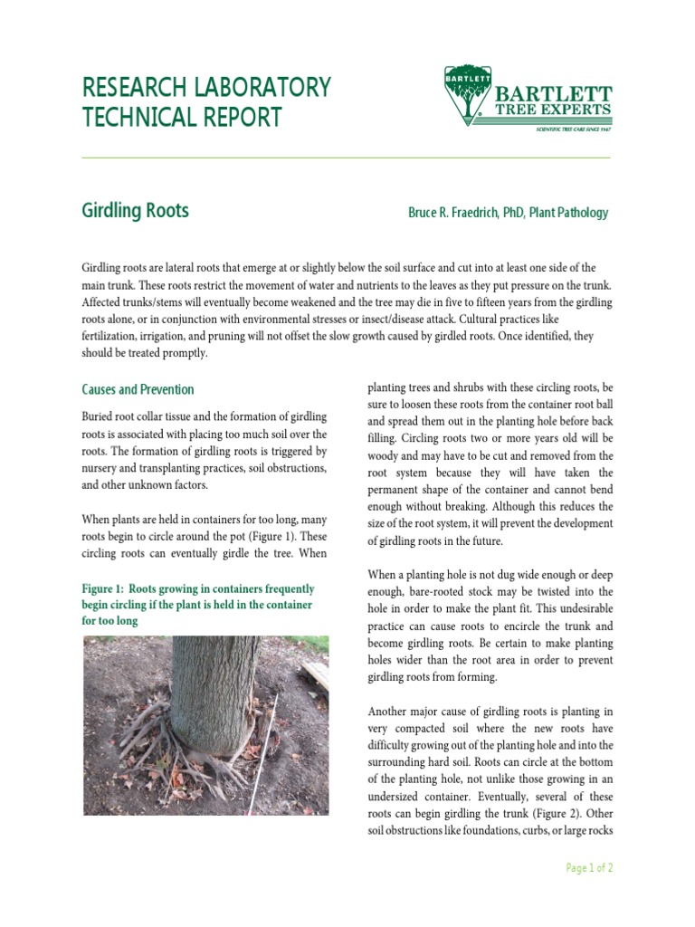 Girdling Roots: Causes, Symptoms, Treatment | PDF | Root | Trees