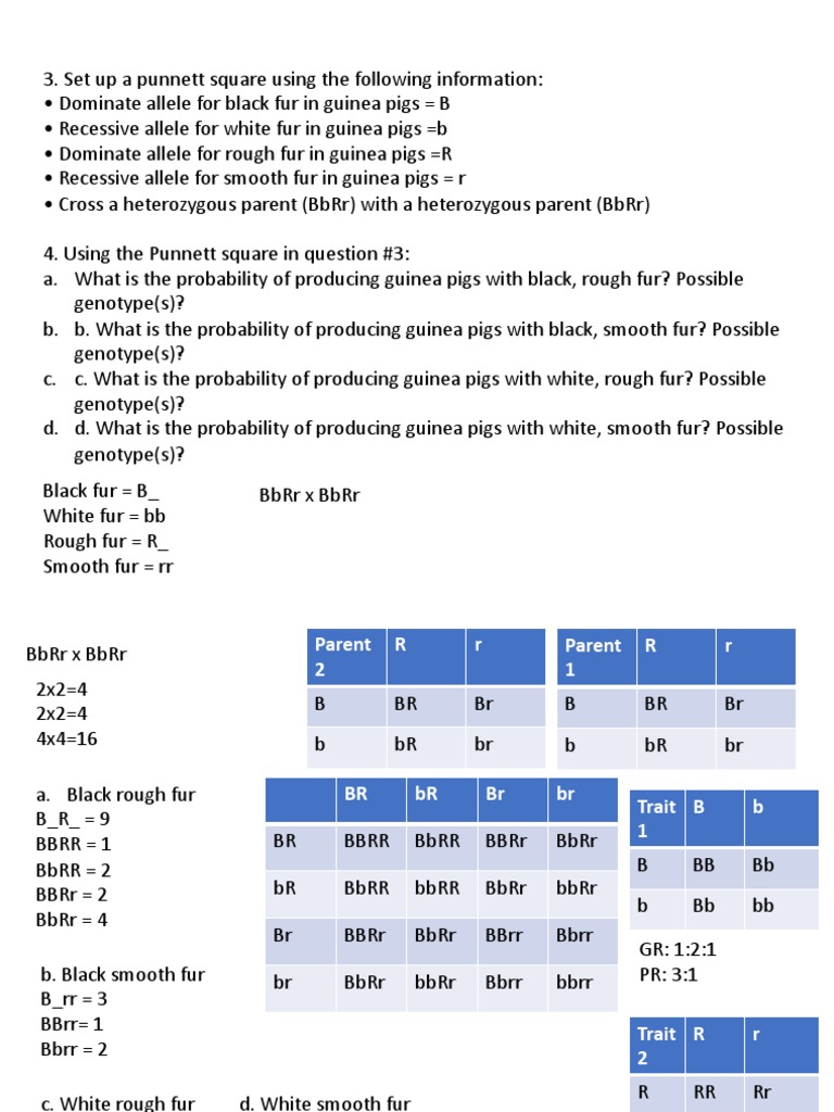 Problem Set Dihybrid Cross | PDF | Genotype | Evolutionary Biology
