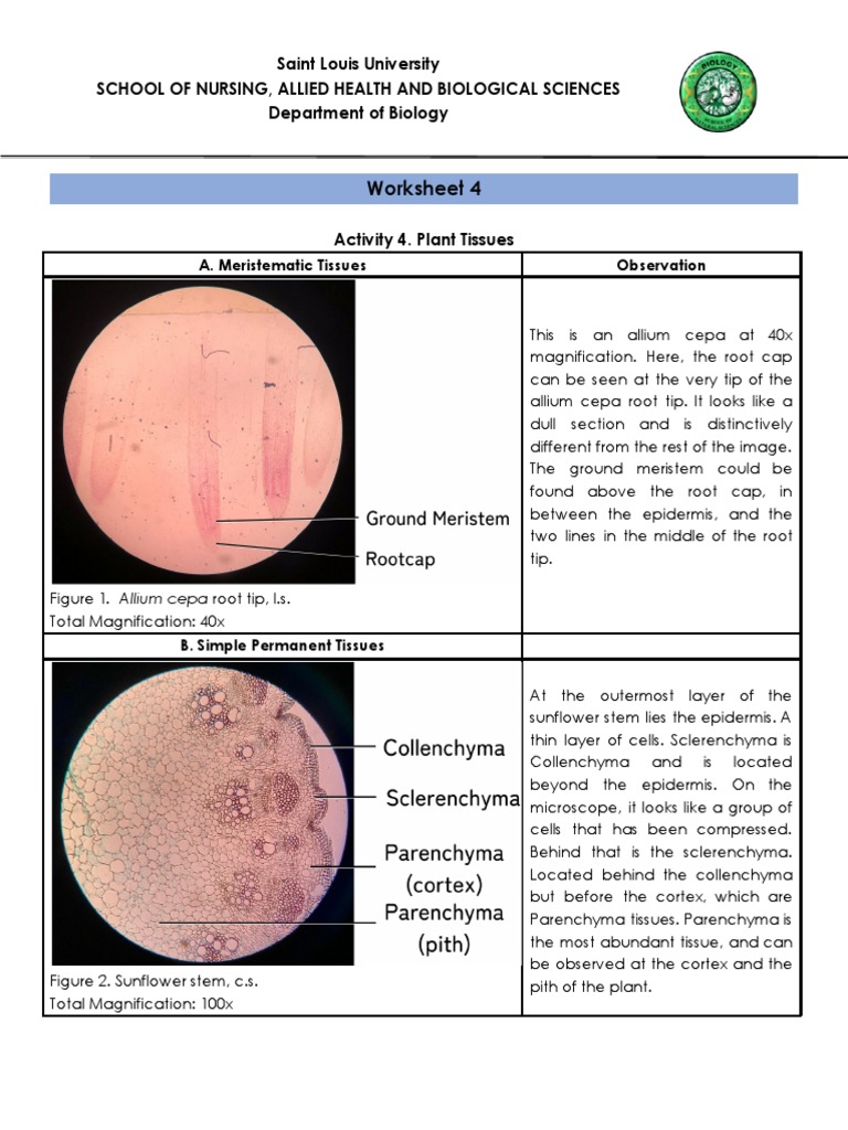 Worksheet 4 | PDF | Tissue (Biology) | Plant Stem