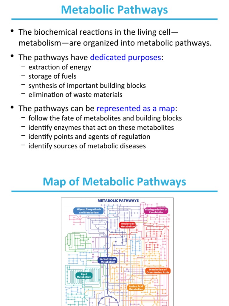 Principle of Metabolic Regulation | PDF | Glycolysis | Metabolic Pathway