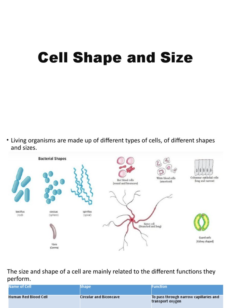 Cell Shape and Size | PDF | Cell (Biology) | Stoma