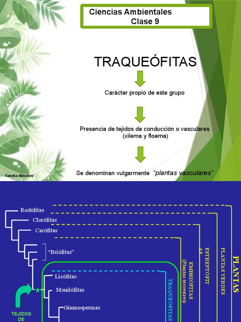 Características de las Traqueófitas con énfasis en las Licófitas y ...