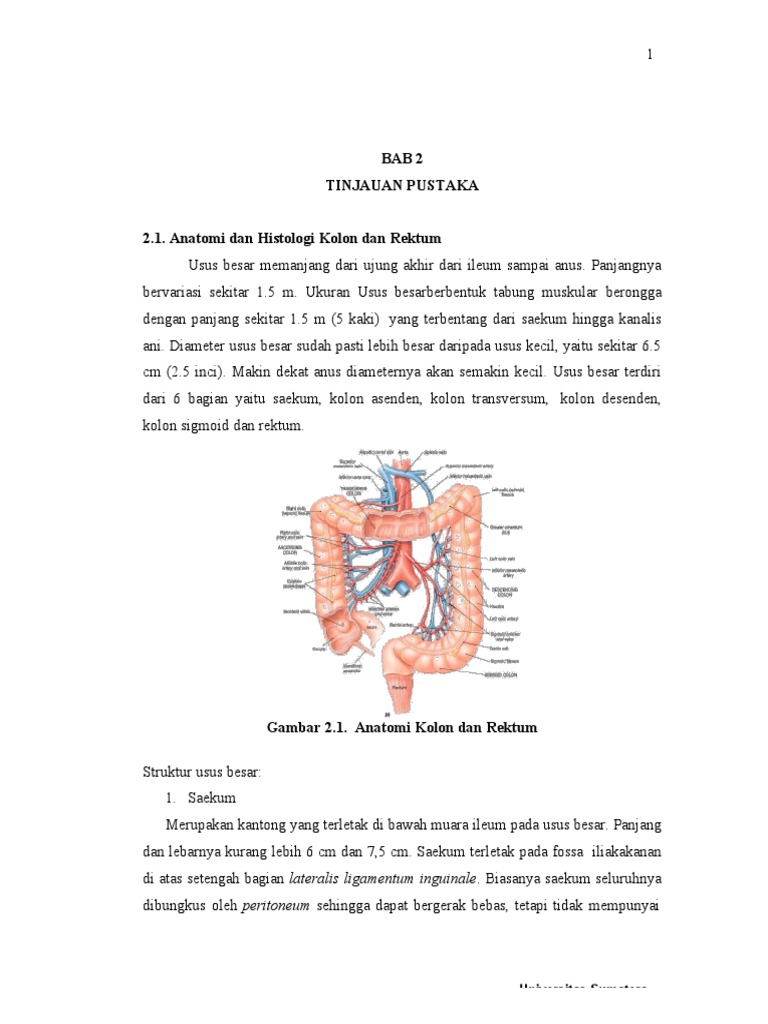 Adoc - Pub - Gambar 21 Anatomi Kolon Dan Rektum | PDF