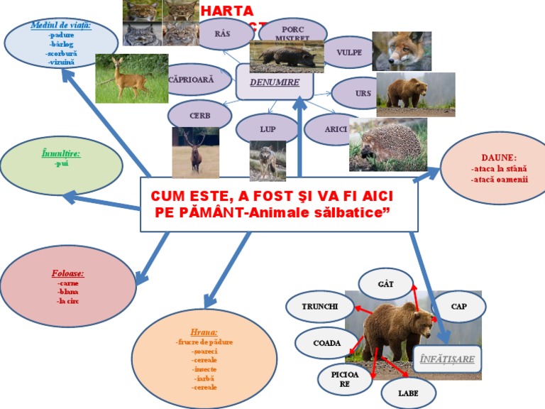 Harta Proiect Tematic | PDF