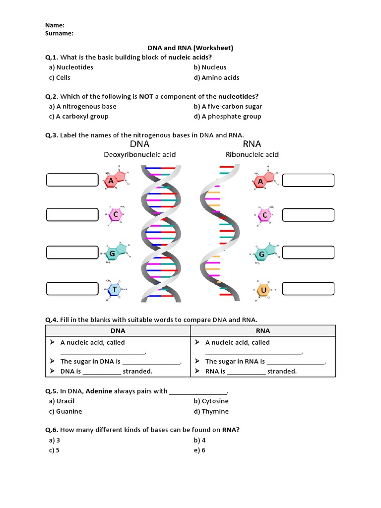 DNA and RNA Worksheet with Answers | PDF | Rna | Dna