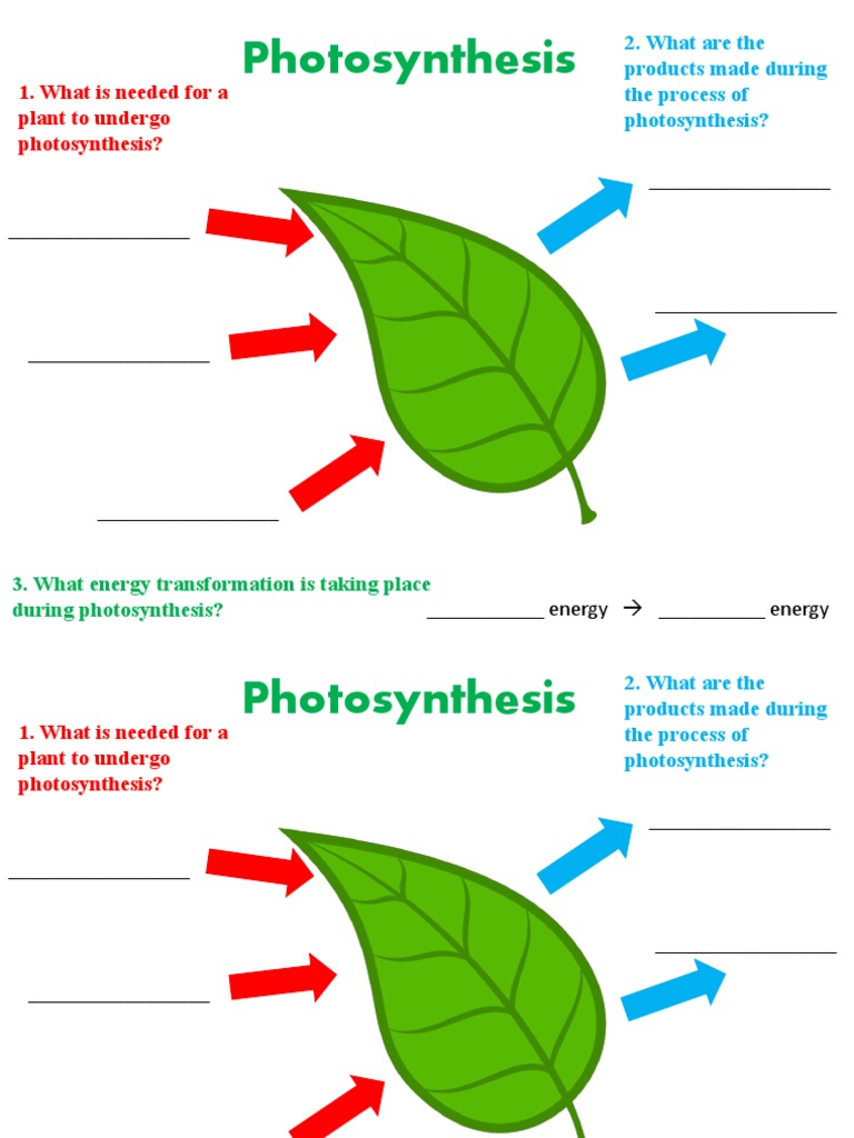 Photosynthesis Process Explained | PDF | Photosynthesis | Carbon Dioxide