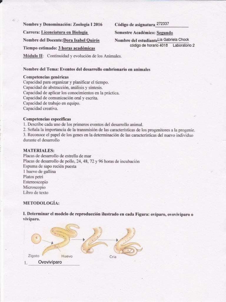 Eventos Del Desarrollo Embrionario en Animales Guias 3 | PDF | Embrión | Huevo