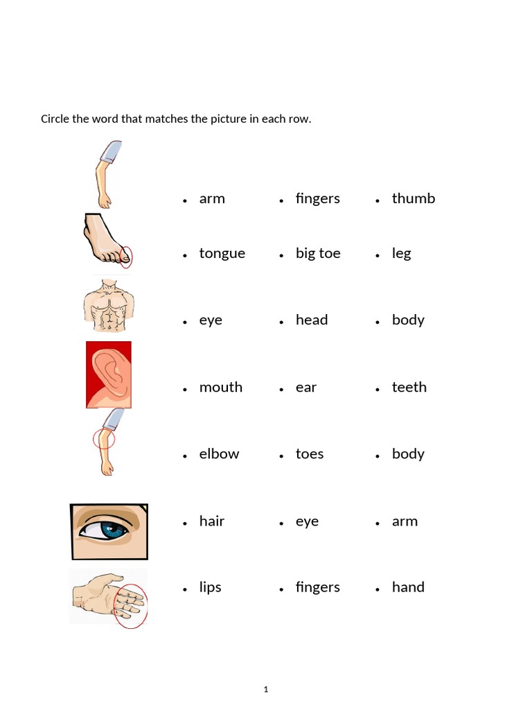 Worksheet Body Parts Multiple Choice Matching | PDF