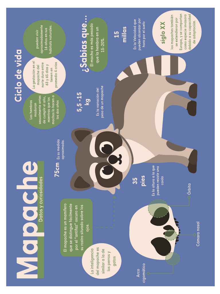 Mapache | PDF
