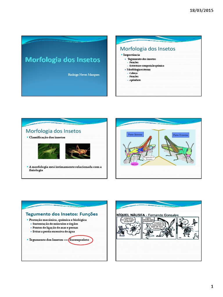 Aula Teorica 2. Morfologia Dos Insetos | PDF | Insetos | Artrópodes