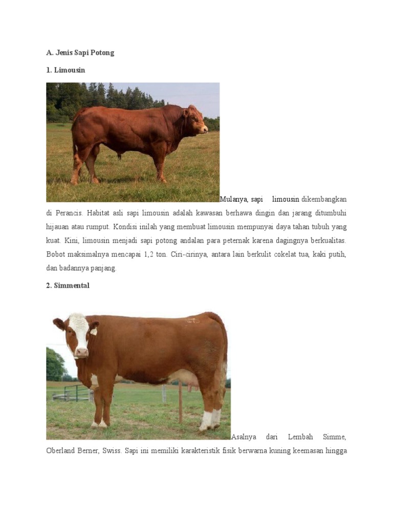 Jenis-Jenis Sapi Potong di Indonesia | PDF