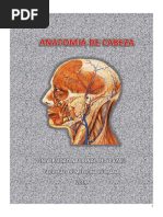 Anatomía de la Región Superciliar | PDF | Cráneo | Anatomía humana