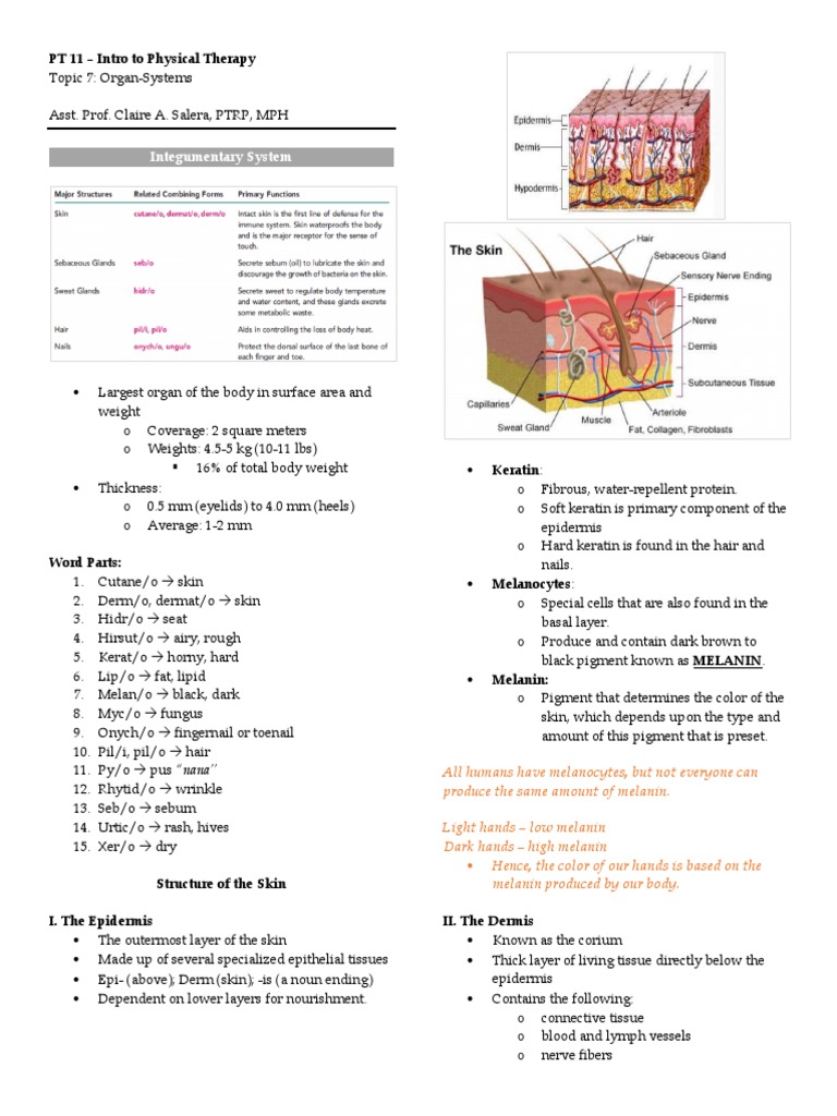 Organ-Systems: An Overview of the Integumentary System | PDF | Skin | Bone