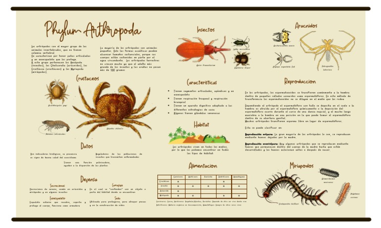 Phylum Arthropoda - Infografía | PDF | Insectos | Araña
