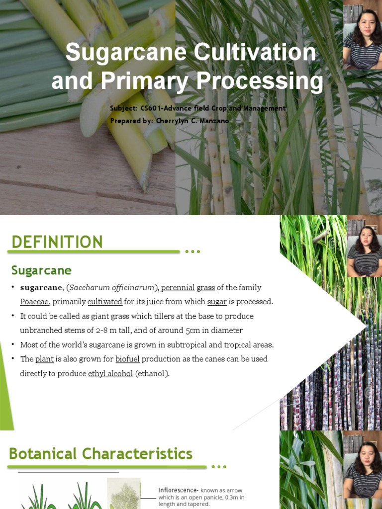 Sugarcane Cultivation and Processing Guide | PDF | Sugarcane | Soil