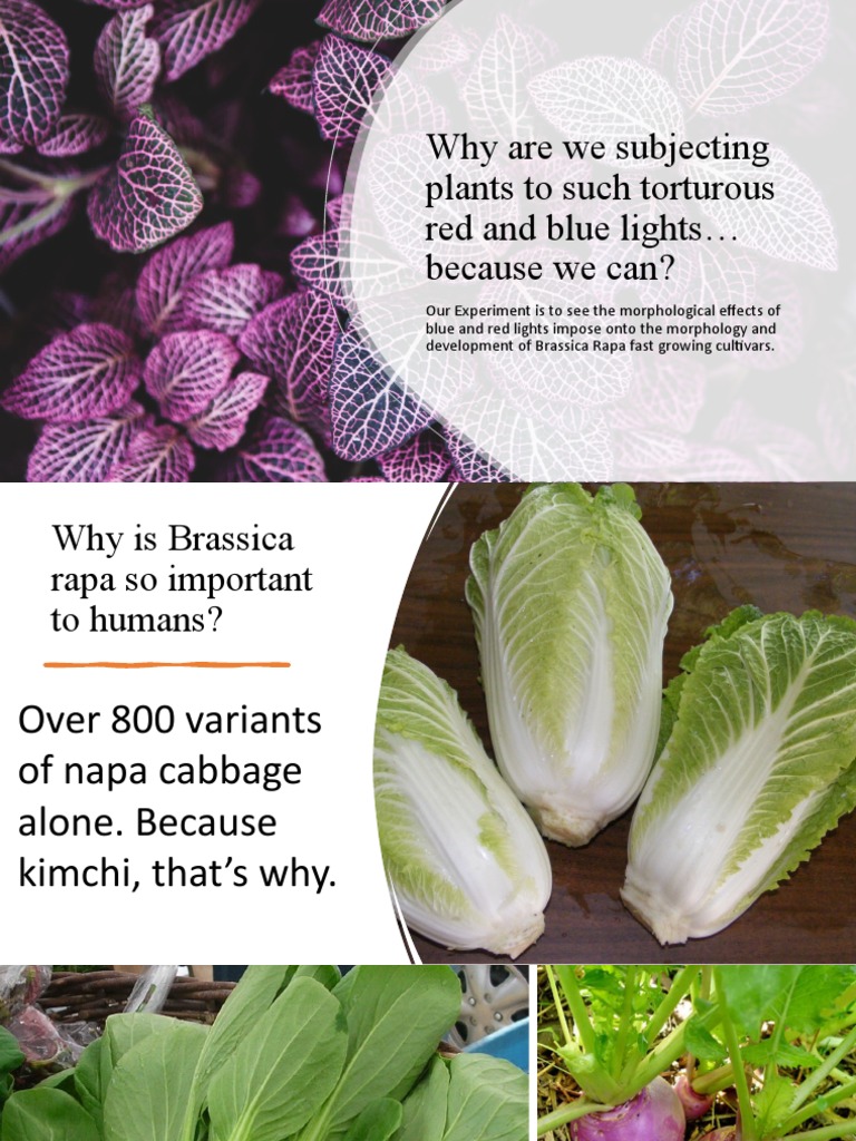 Plant Presentation (Brassica Rapa) | PDF