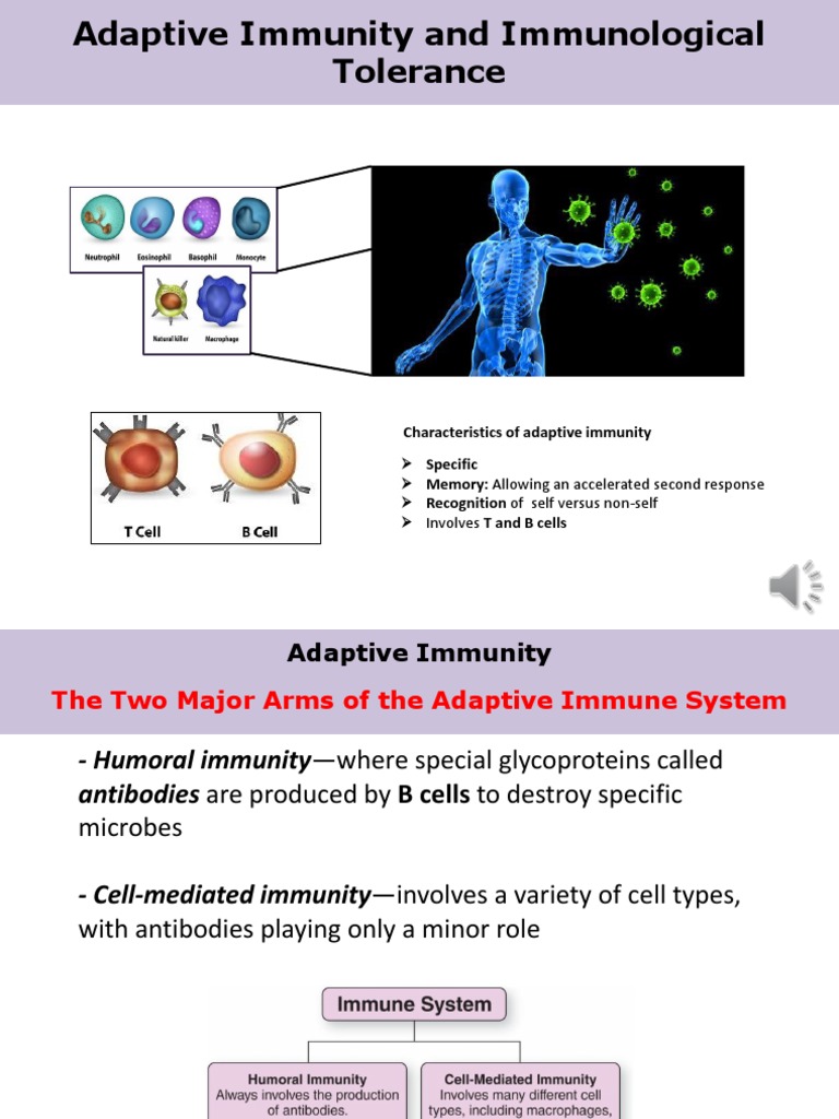 Lecture 2 Adaptive Immunity and Immunological Tolerance | PDF | Immune ...