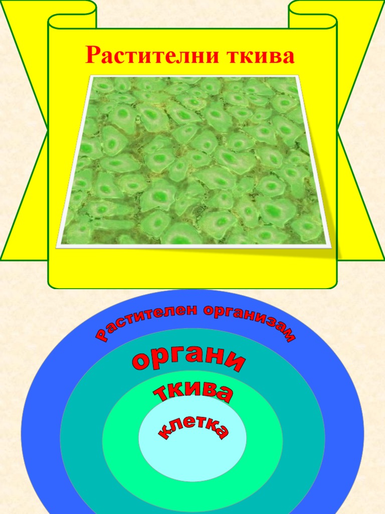 3 Rastitelni Tkiva | PDF