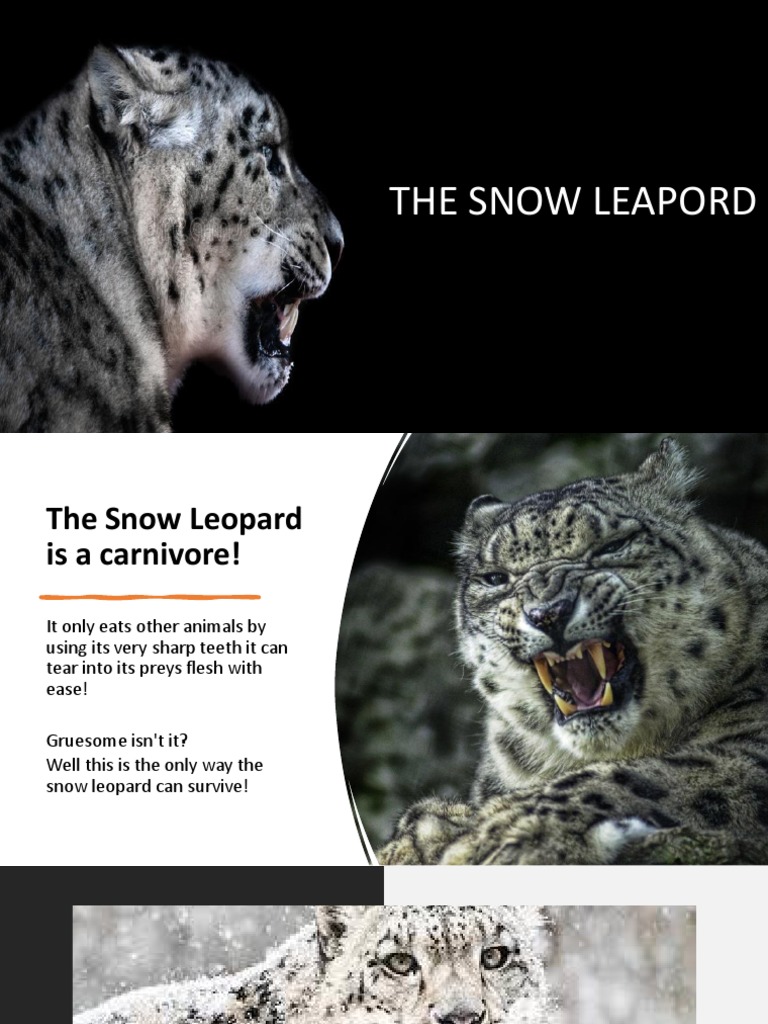 The Snow Leapord | PDF
