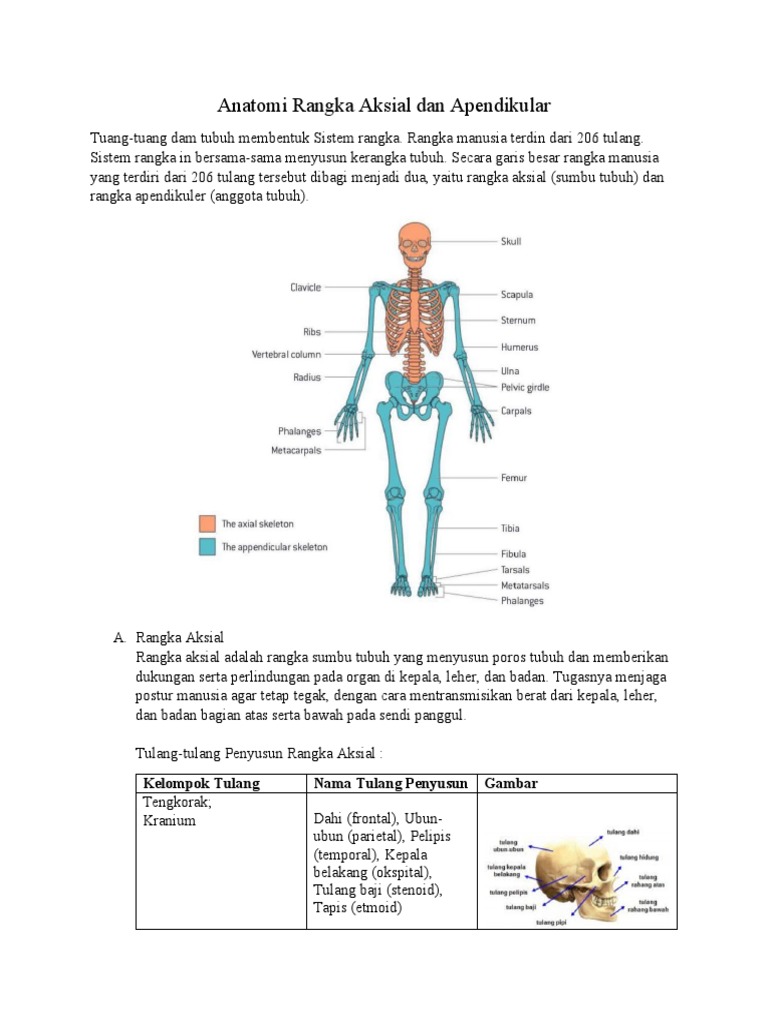 Anatomi Rangka Aksial Dan Apendikular | PDF