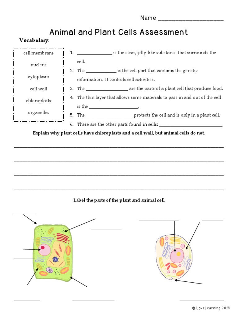Animal and Plant Cells Assessment | PDF | Cell (Biology) | Cytoplasm