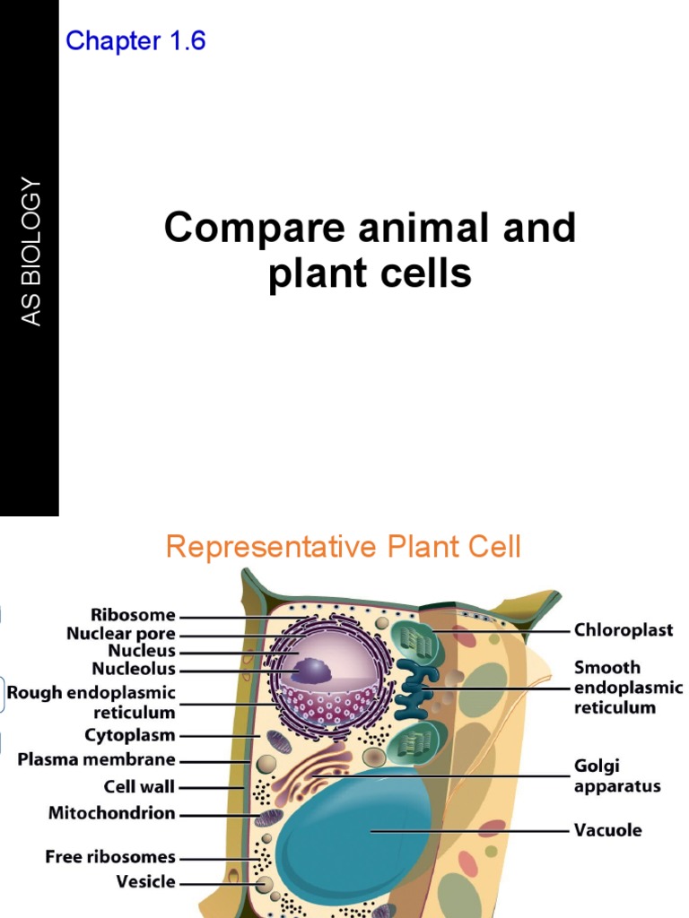1.6 - Compare Animal Cells and Plant Cells | PDF | Cell (Biology ...