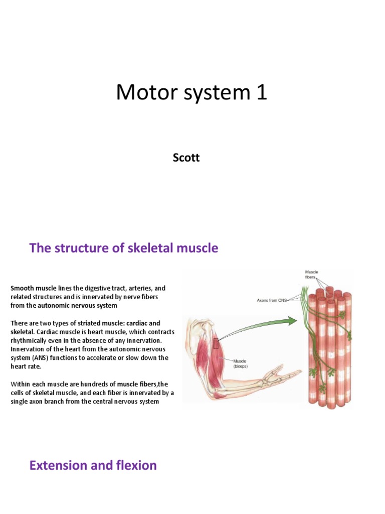 Lecture 9 Motor System 1 | PDF | Motor Neuron | Skeletal Muscle