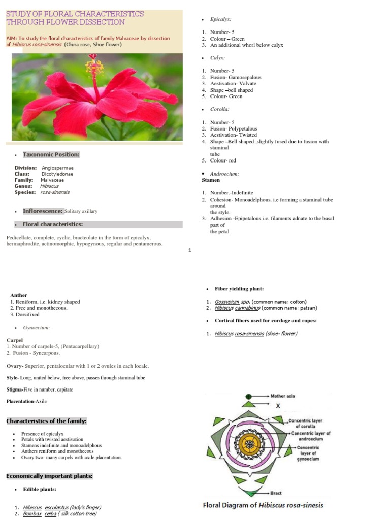 Study of Floral Characteristics Through Flower Dissection | PDF ...