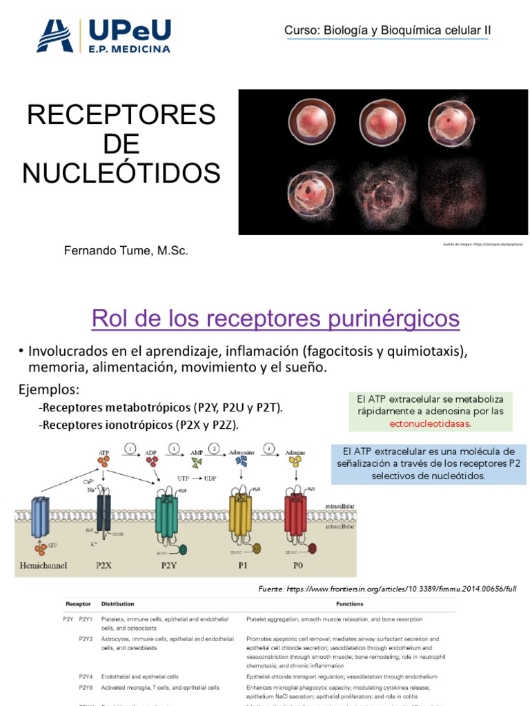 Receptores Ionotrópicos de Nucleótidos | PDF