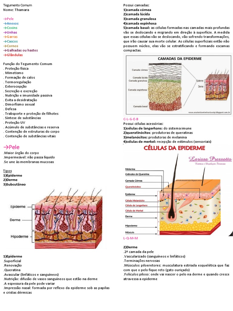 Tegumento Comum PDF Completo | PDF | Pele | Anatomia