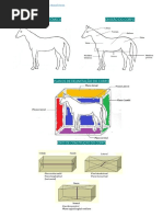 Aula 01 - EIXOS E PLANOS | PDF | Pé | Anatomia