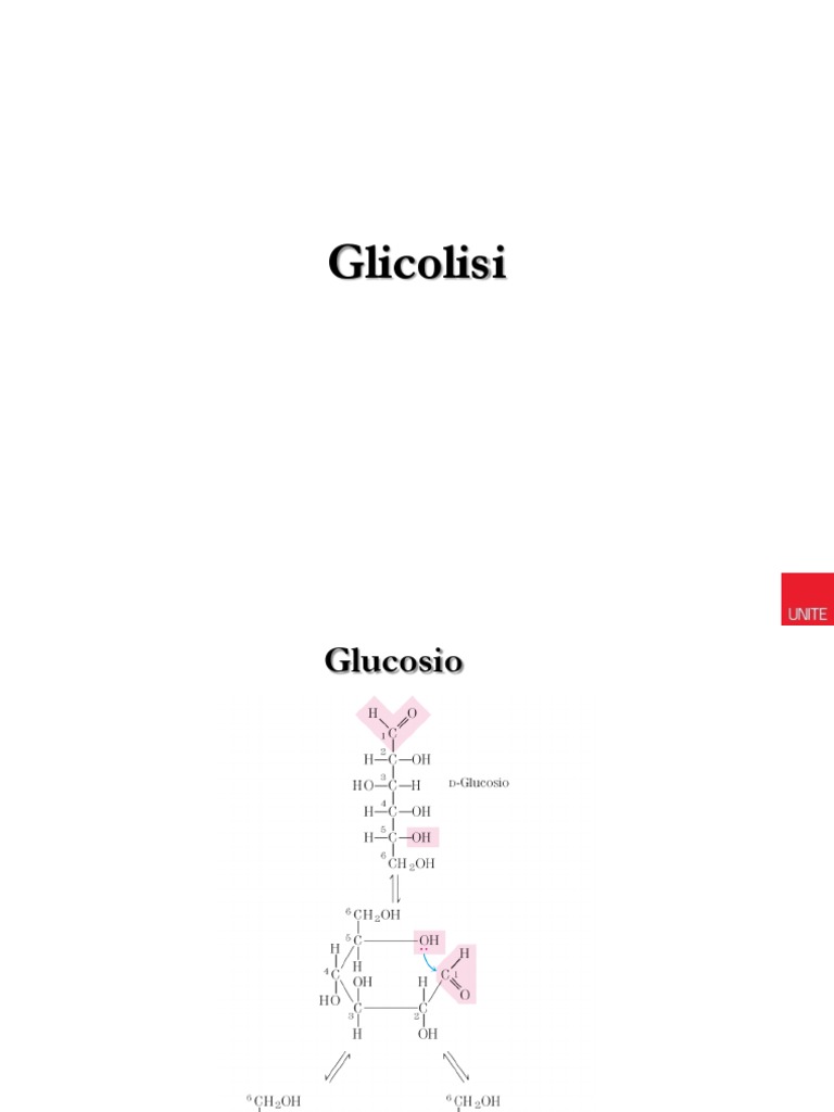 Glicolisi | PDF