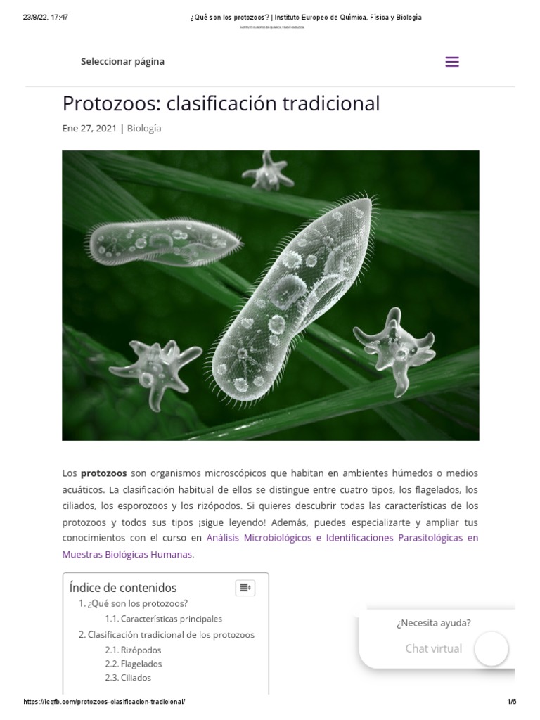 ¿Qué Son Los Protozoos - Instituto Europeo de Química, Física y ...