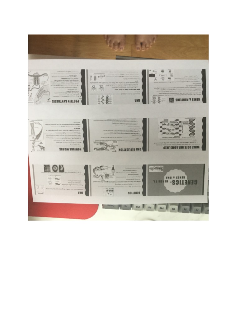 Genetics Notes | PDF