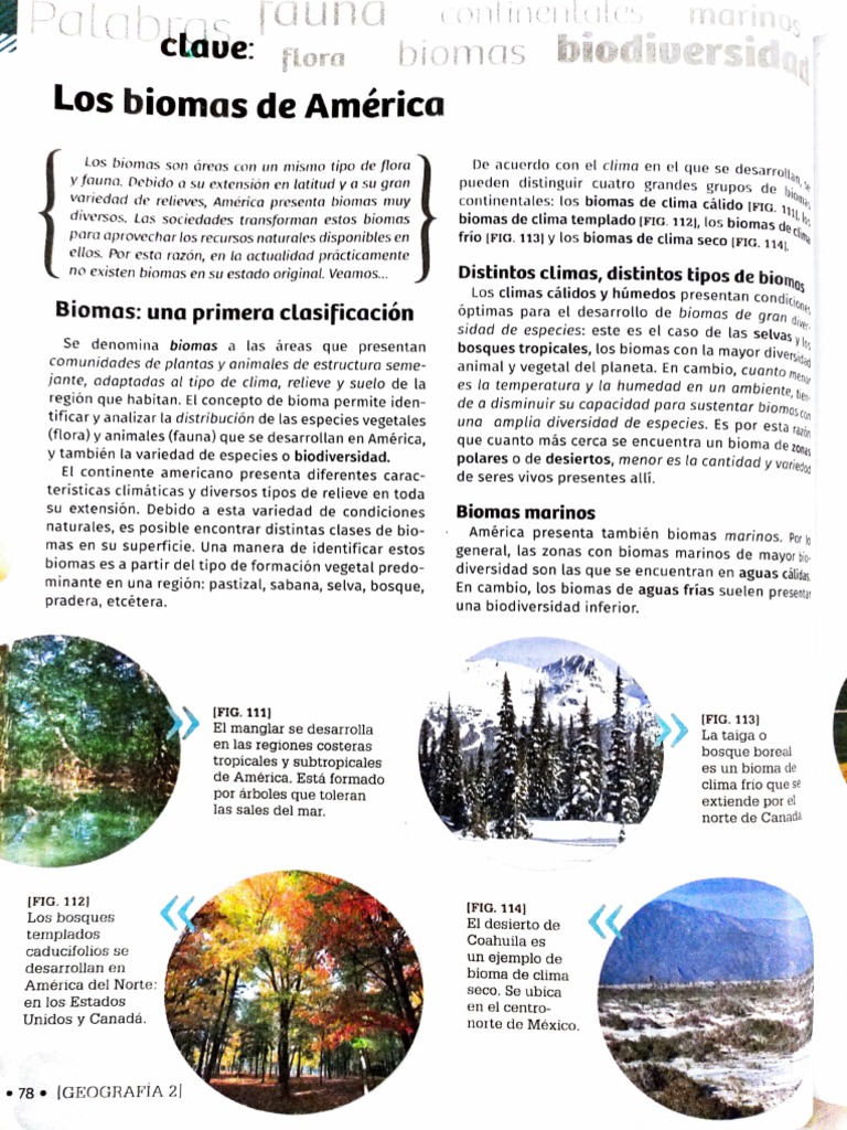 Biomas de América | PDF | Selva | Ecosistema