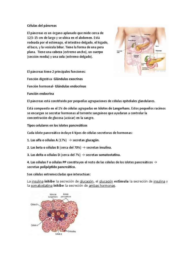 Células Del Páncreas | PDF | Páncreas | Digestión