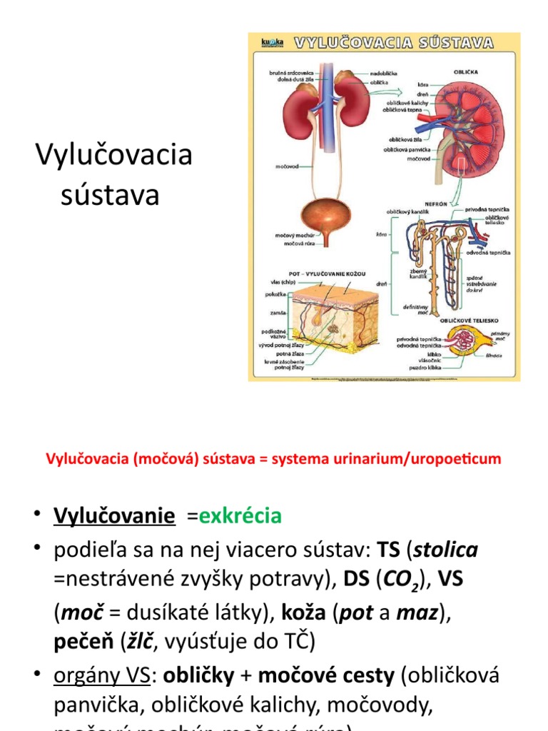 VyluÄ Ovacia Sãºstava Homo | PDF