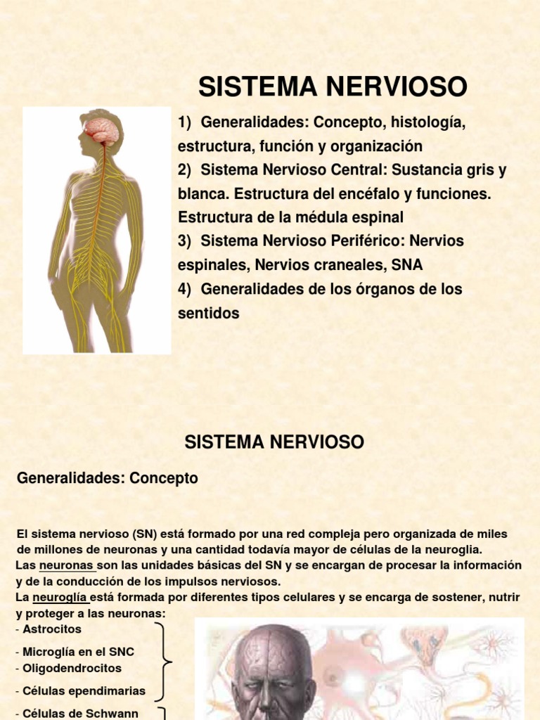 Sistema Nervioso y Org. de Los Sentidos | PDF | Sistema nervioso ...